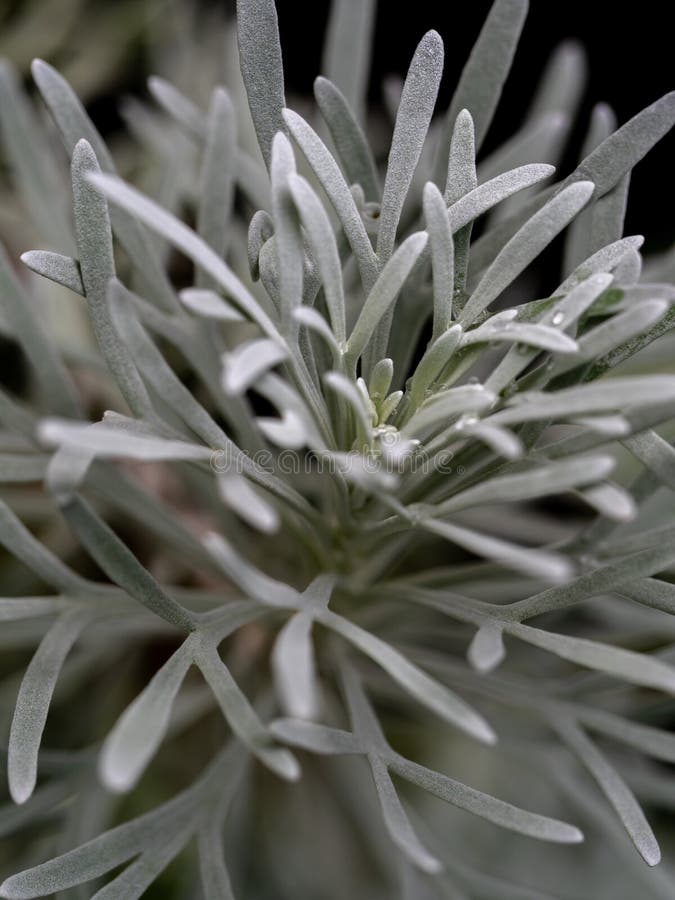 Silver Detailed Leaves of Crossostephium Chinense Stock Photo - Image ...