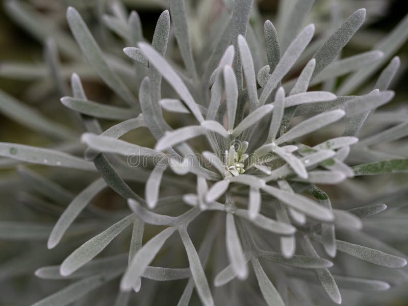 Silver Detailed Leaves of Crossostephium Chinense Stock Photo - Image ...