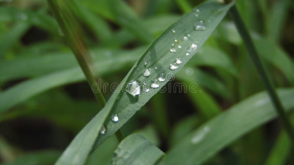 Silver dew on grass stock photo. Image of macro, water - 93471120