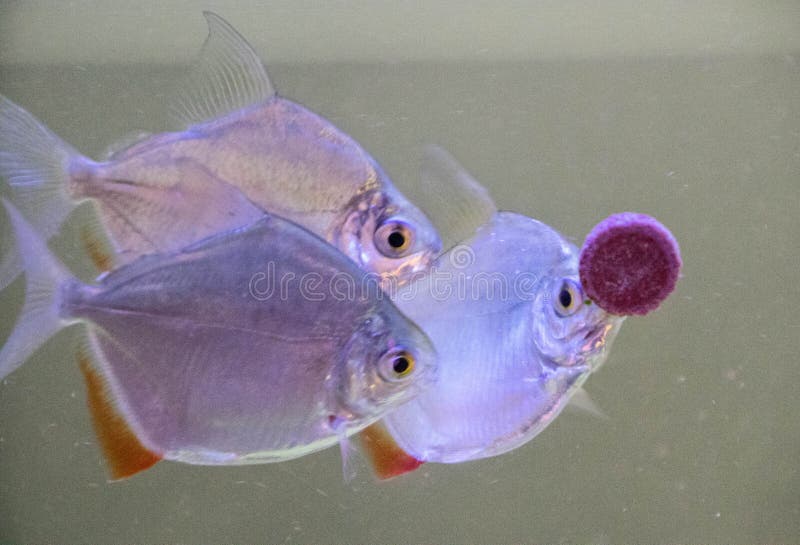 129 Silver Dollar Fish Stock Photos - Free & Royalty-Free Stock Photos ...