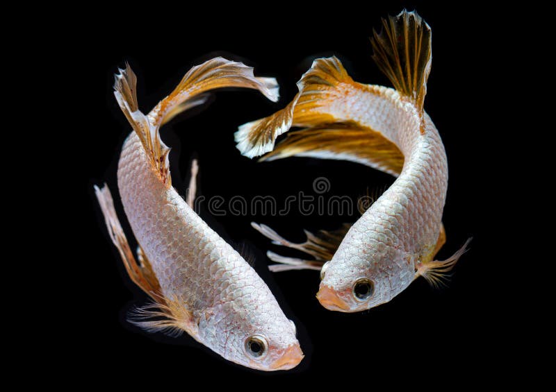 Silver Golden Copper Color Betta Fish Stock Photos - Free & Royalty ...