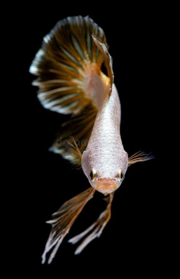 Silver Dragon Betta Siamese Fighting Fish Stock Photo - Image of ...