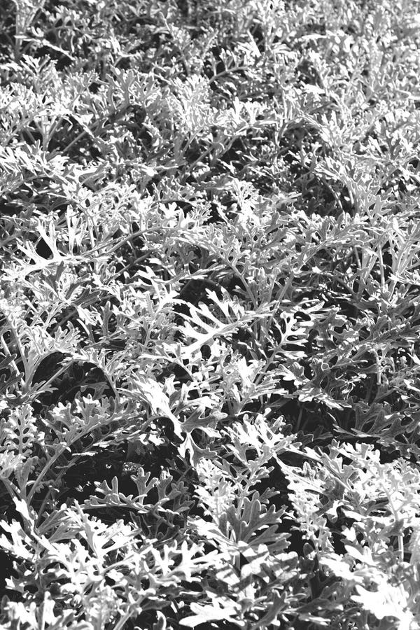 Silver Dust Dusty Miller Filled Field Stock Image - Image of filled ...