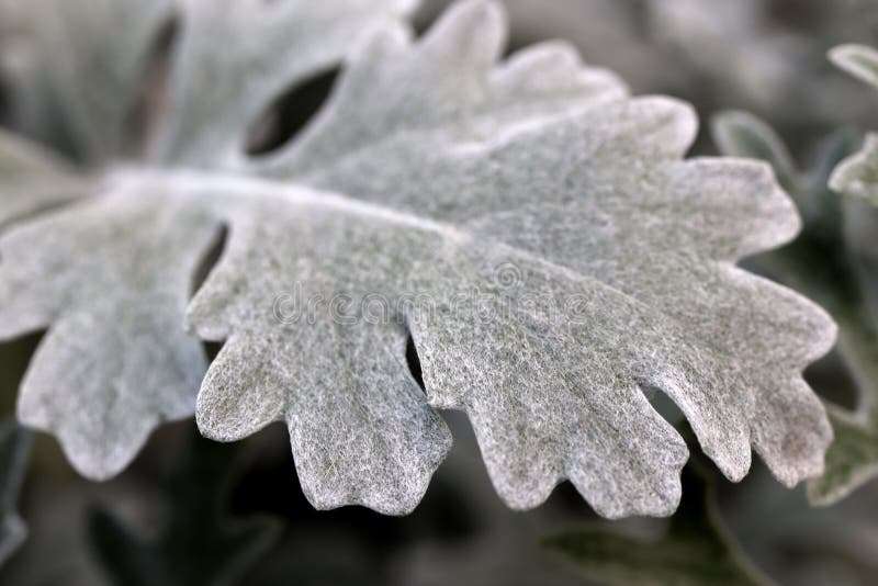 Silver Dust Dusty Miller stock image. Image of garden - 181788823