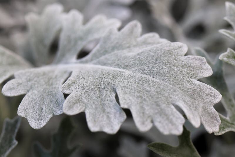 Silver Dust Dusty Miller Maritima Stock Photo - Image of miller, flower ...