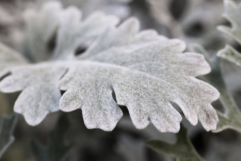 Silver Dust Dusty Miller Maritima Stock Photo - Image of maritima, dust ...
