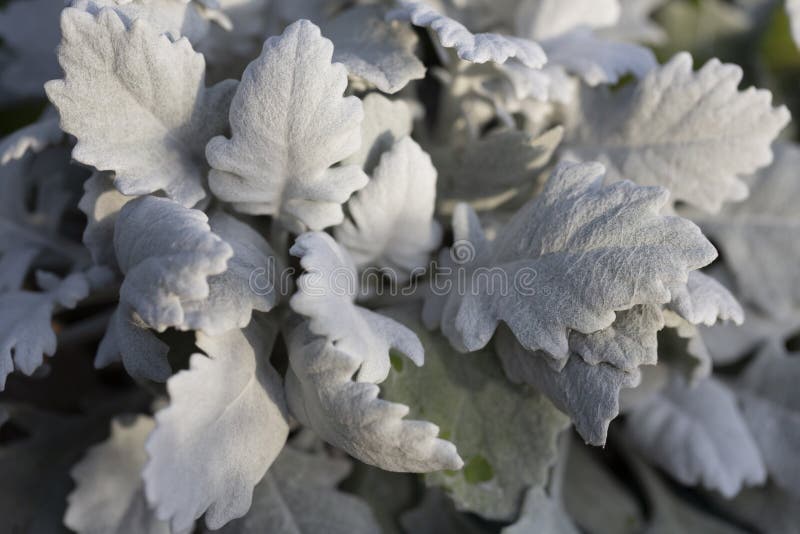 Silver Dust Dusty Miller Maritima. Leaf Macro Stock Image - Image of ...