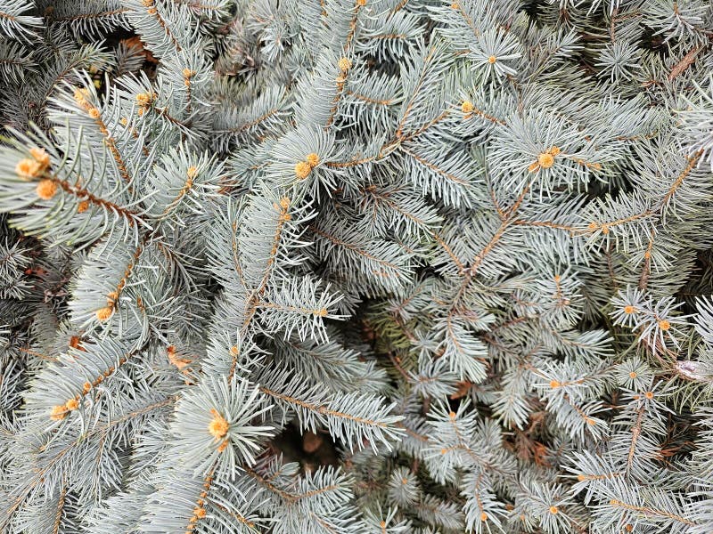 Silver Dwarf Spruce Needles Closeup Stock Photo - Image of closeup ...