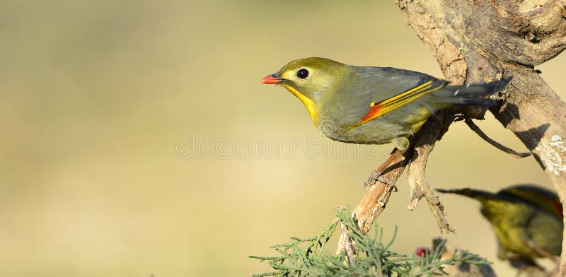 Silver-eared Leiothrix stock photo. Image of leiothrix - 35838176