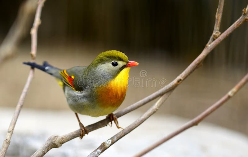 Leiothrixbirds Stock Photos - Free & Royalty-Free Stock Photos from ...