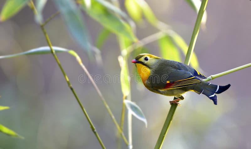 Silver-eared Leiothrix stock image. Image of trees, landscape - 48011669