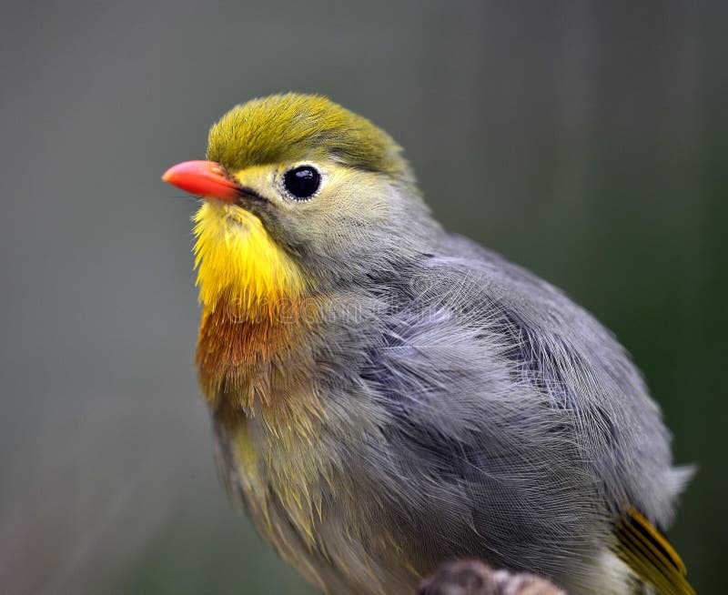 Silver-eared Leiothrix stock photo. Image of leiothrix - 35838176
