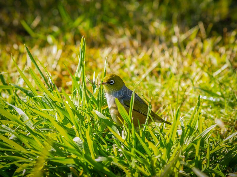 Silver-eye bird in grass stock photo. Image of north - 267437834