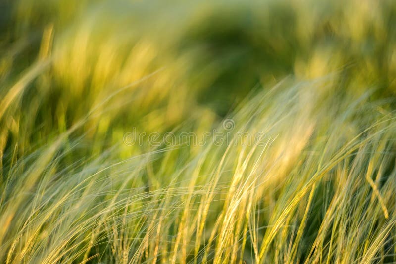 Silver Feather Grass Swaying in Wind in Steppe Stock Image - Image of ...