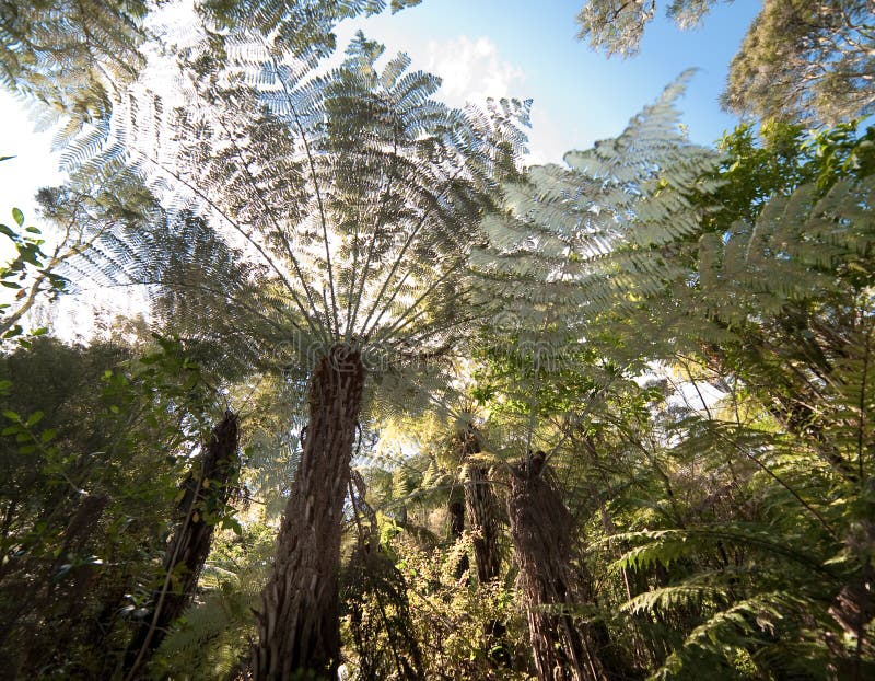 Silver Fern stock image. Image of treefern, fern, auckland - 16357003