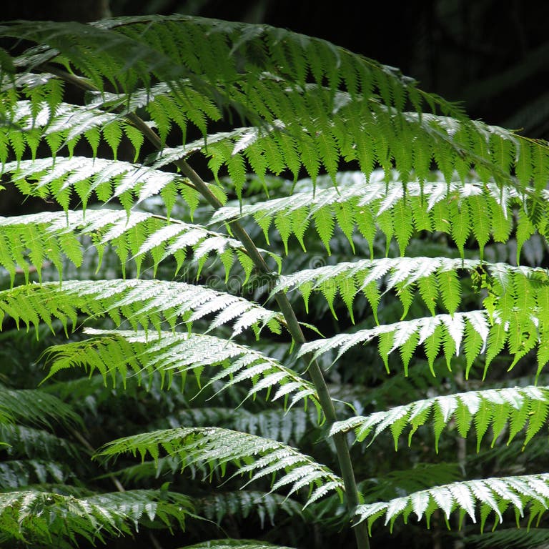 419 Maori Fern Stock Photos - Free & Royalty-Free Stock Photos from ...