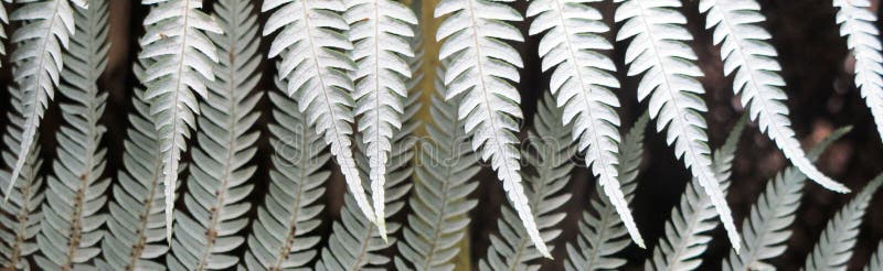 454 Silver Fern Pattern Stock Photos - Free & Royalty-Free Stock Photos ...