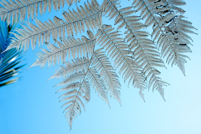Silver fern fronds stock image. Image of setting, frondsnthe - 65943039
