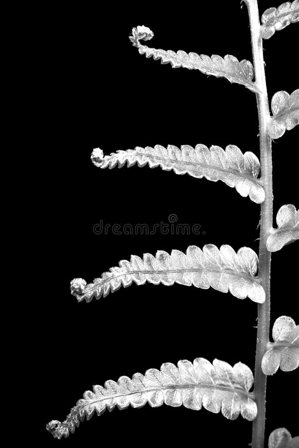 Silver Fern Leaf on Black Background Stock Photo - Image of plant ...