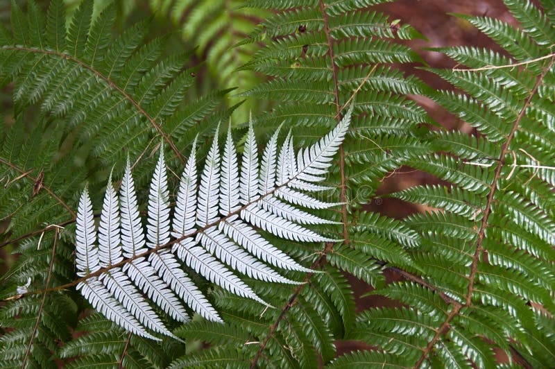 Silver Fern New Zealand stock image. Image of leaf, tree - 21544163