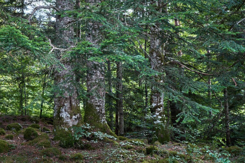 Silver fir grove stock image. Image of forest, flora - 230366295