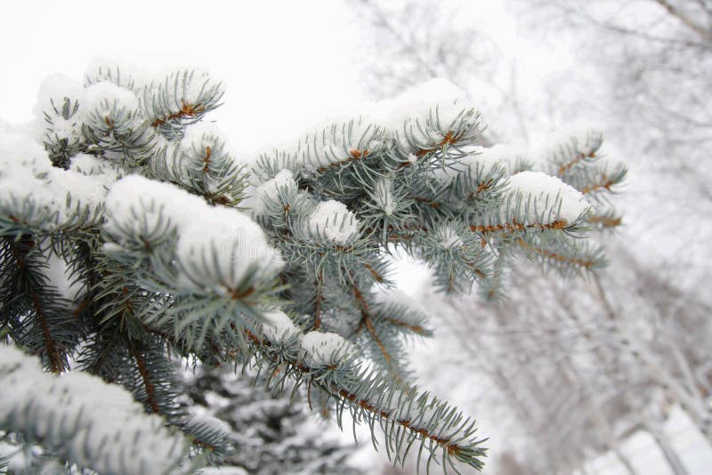 Silver fir-tree branch stock photo. Image of environment - 5339374
