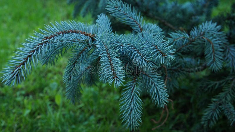 Silver fir tree wallpaper stock photo. Image of silver - 44707316