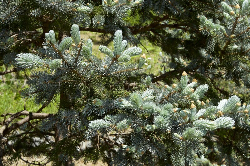 Silver fir tree at spring stock image. Image of foliage - 71405179