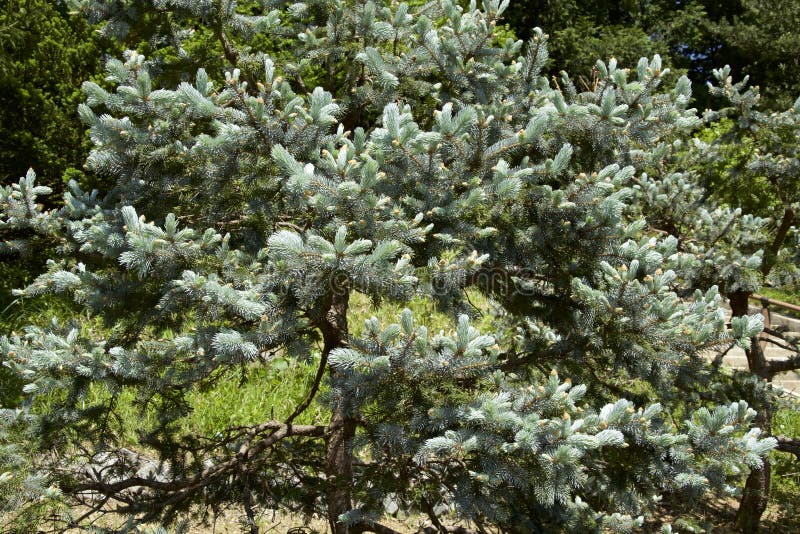 Silver fir tree at spring stock image. Image of christmas - 71405191