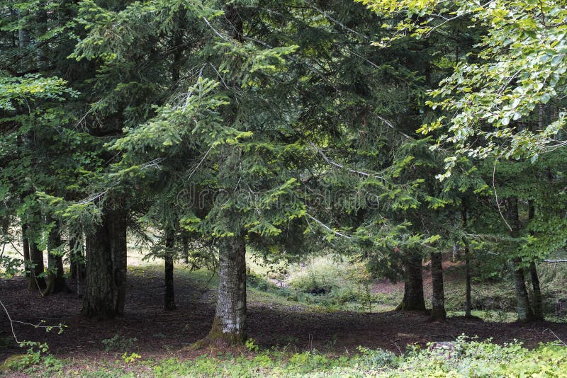 Silver firs forest stock photo. Image of fresh, nature - 244506206