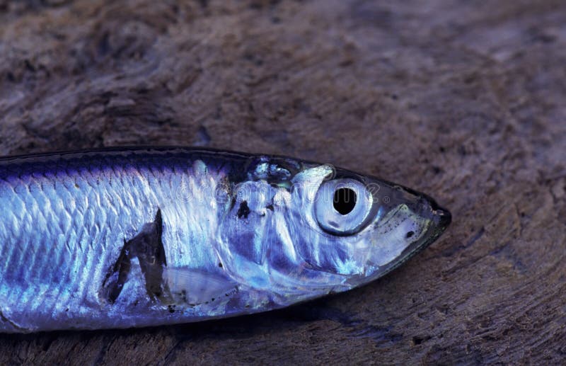 Silver fish stock photo. Image of fishing, animal, freshness - 2031352