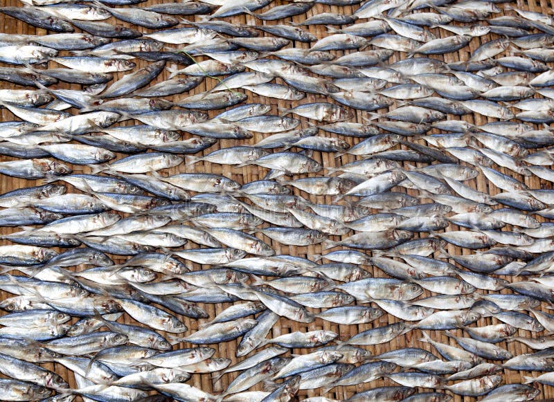 Silver fish stock image. Image of spread, marine, fishes - 23771909