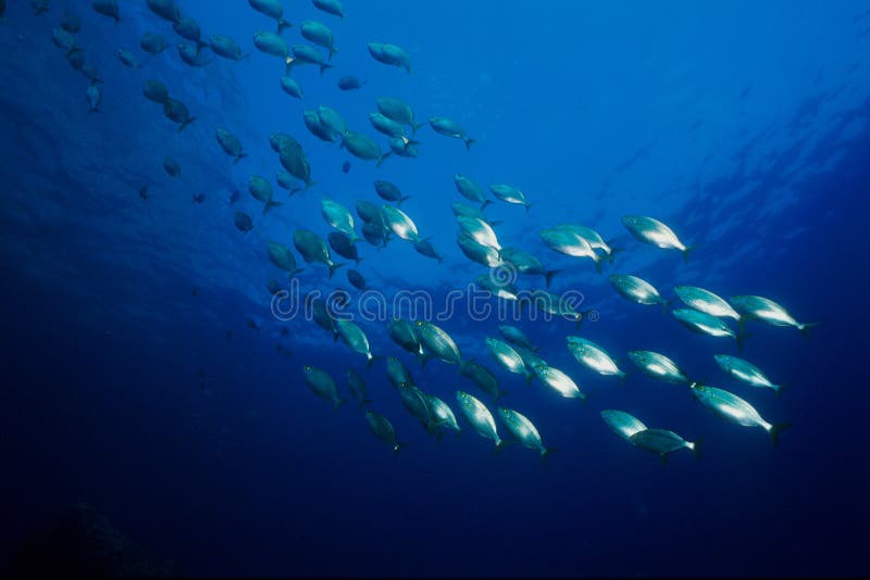 Silver fish stock photo. Image of biology, movement, color - 4846254