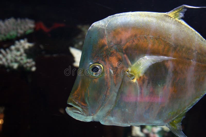 Silver fish stock photo. Image of salt, tropcial, water - 7532130