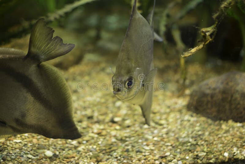 Silver fish stock image. Image of aquarium, great, blue - 91774553