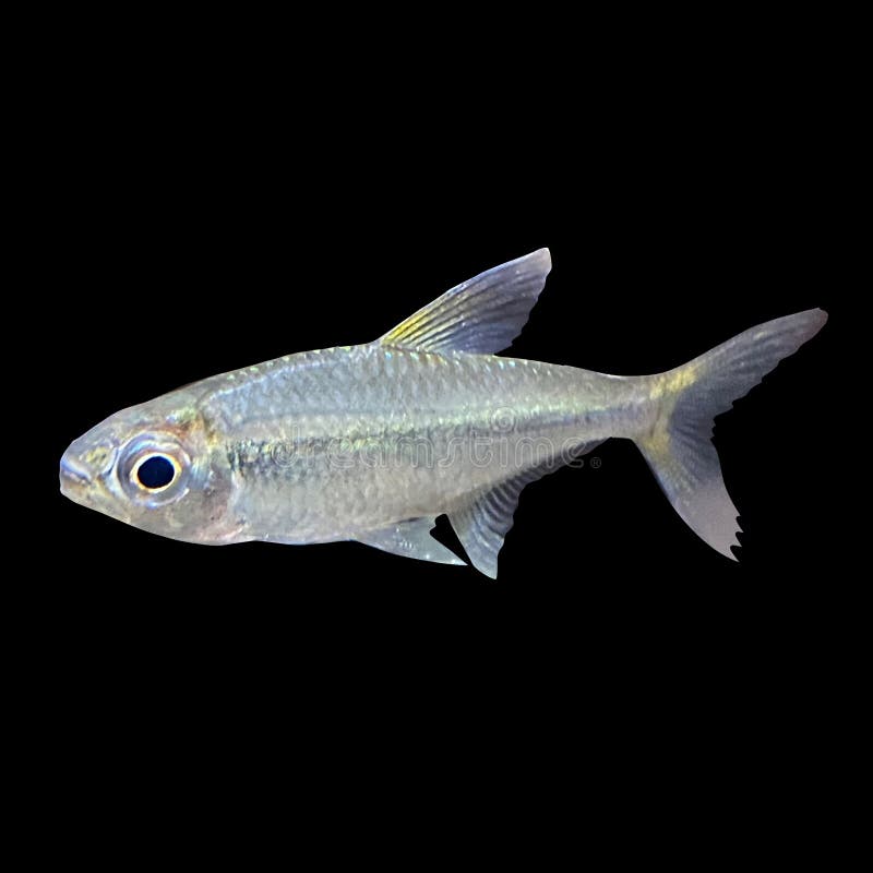 Silver Fish stock photo. Image of marine, oceanlife, aquarium - 89853648