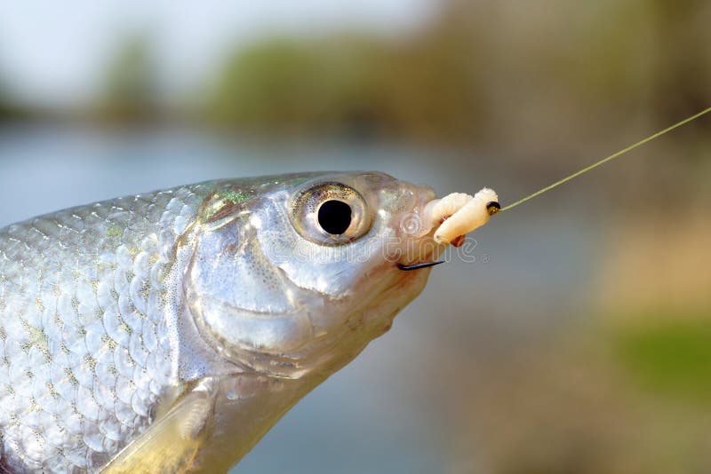 Silver Fish Caught on a Fishhook Stock Image - Image of roach, catch ...