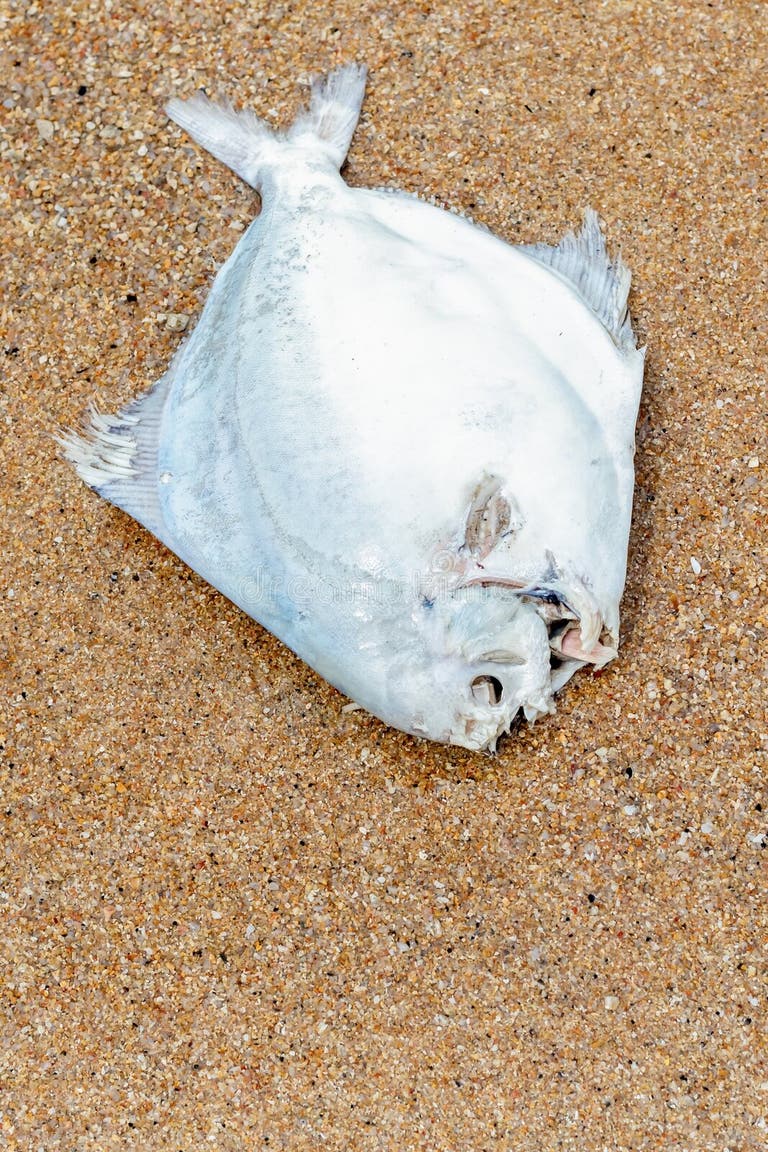 222 Fish Fangs Stock Photos - Free & Royalty-Free Stock Photos from ...