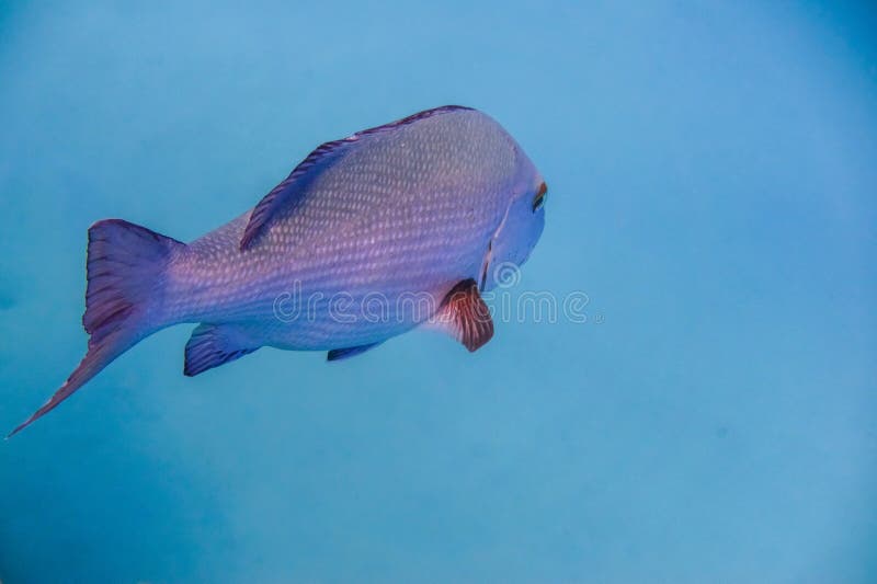 Silver Fish Hovering in Blue Water in Egypt Stock Image - Image of ...
