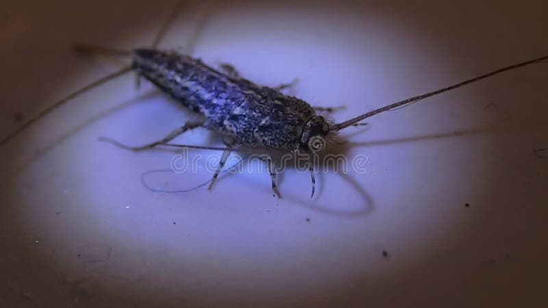 Silver fish insect moving stock video. Video of nature - 90040679