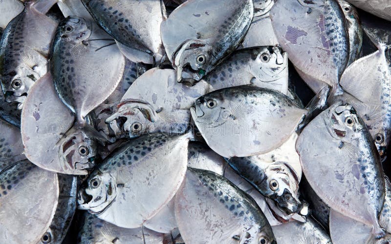 Silver Fish of Medium Size Lying on the Counter Stock Photo - Image of ...