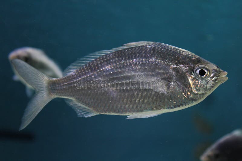 Silver Fish stock photo. Image of marine, oceanlife, aquarium - 89853648