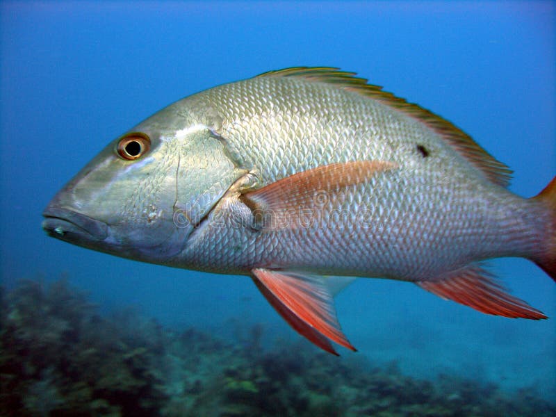 Silver fish scales stock image. Image of blue, saltwater - 10269287