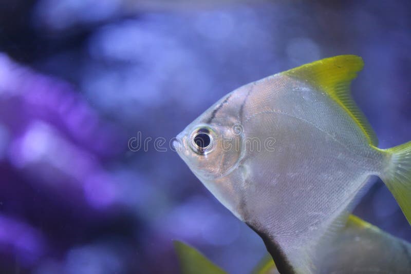The Silver sea fish. stock image. Image of silver, aquarium - 47946697