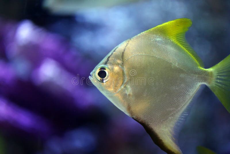 The Silver sea fish. stock image. Image of silver, aquarium - 47946697