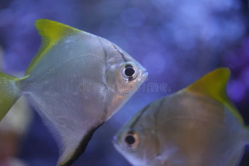 The Silver sea fish. stock image. Image of silver, aquarium - 47946697