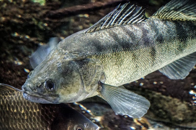 Silver Fish Swimming Underwater Stock Image - Image of underwater, fish ...