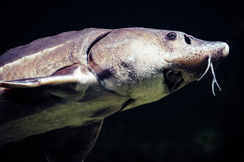 Silver Fish Swimming Underwater Stock Photo - Image of single, aquatic ...