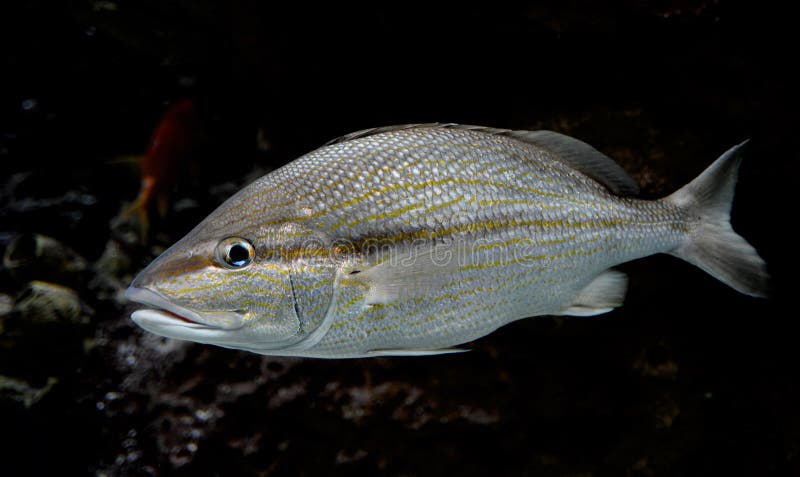 Silver fish underwater stock image. Image of animal, marine - 24525413
