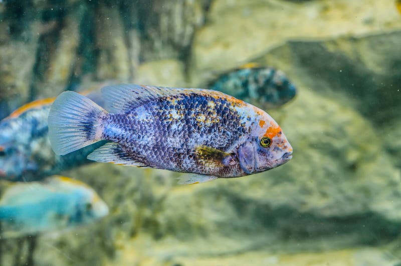 Silver Fish Underwater in Loro Parque, Tenerife, Canary Islands Stock ...